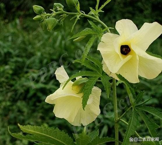 黄蜀葵种子怎么种_黄蜀葵种子价格多少钱一斤-第1张图片-山城妙识 黄蜀葵种子怎么种_黄蜀葵种子价格多少钱一斤-第1张图片-山城妙识