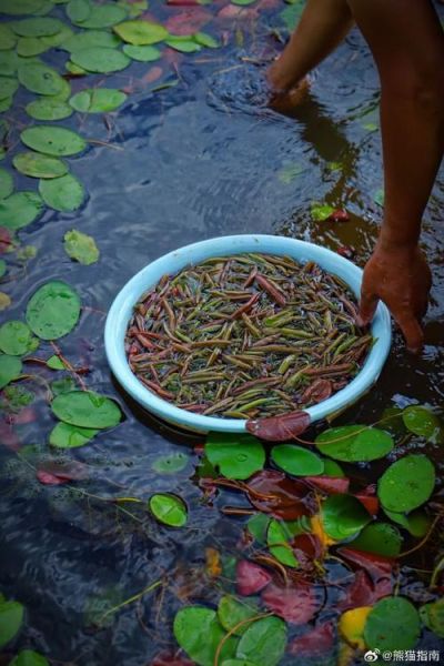 莼菜图片大全集_莼菜长什么样-第3张图片-山城妙识 莼菜图片大全集_莼菜长什么样-第3张图片-山城妙识