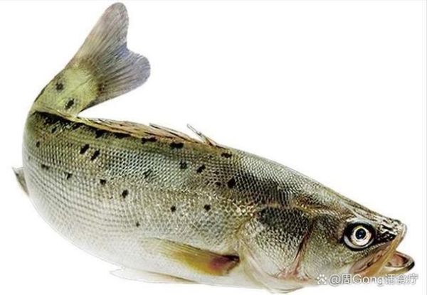 鲈鱼图片大全哪里找_鲈鱼高清图鉴欣赏-第2张图片-山城妙识 鲈鱼图片大全哪里找_鲈鱼高清图鉴欣赏-第2张图片-山城妙识