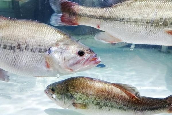 鲈鱼图片大全哪里找_鲈鱼高清图鉴欣赏-第3张图片-山城妙识 鲈鱼图片大全哪里找_鲈鱼高清图鉴欣赏-第3张图片-山城妙识