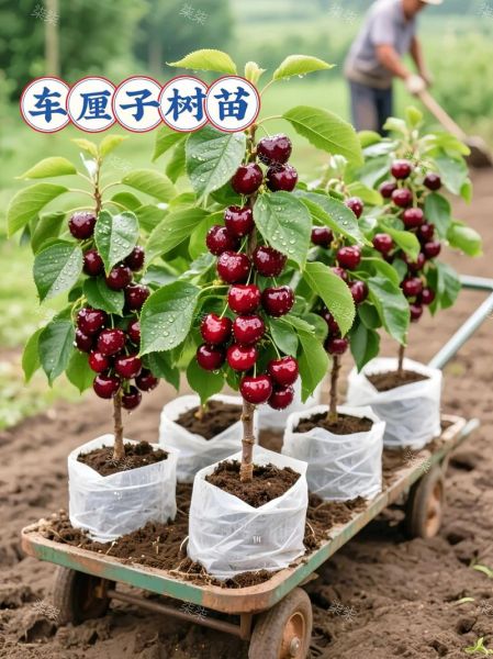 车厘子树几年结果_车厘子树怎么种植-第3张图片-山城妙识 车厘子树几年结果_车厘子树怎么种植-第3张图片-山城妙识