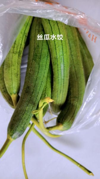 男人多吃丝瓜影响性功能吗_丝瓜对男性激素的真相-第3张图片-山城妙识