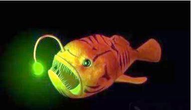 灯笼鱼为什么会发光_深海发光原理-第1张图片-山城妙识 灯笼鱼为什么会发光_深海发光原理-第1张图片-山城妙识