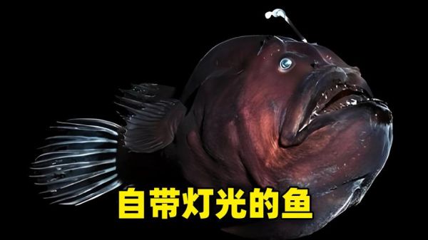 灯笼鱼为什么会发光_深海发光原理-第2张图片-山城妙识 灯笼鱼为什么会发光_深海发光原理-第2张图片-山城妙识