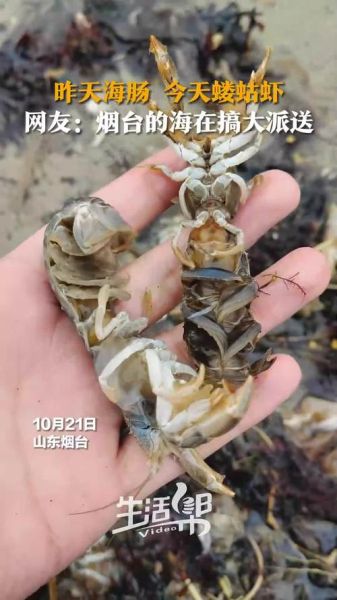 蝼蛄虾什么时候最肥_蝼蛄虾最佳捕捞季节-第2张图片-山城妙识 蝼蛄虾什么时候最肥_蝼蛄虾最佳捕捞季节-第2张图片-山城妙识