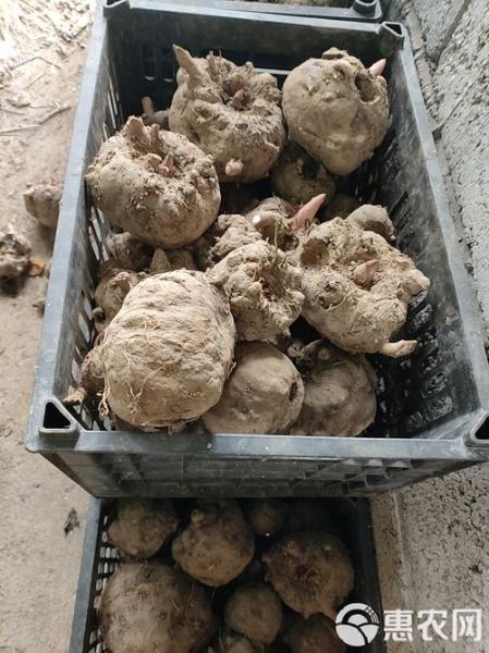 魔芋图片大全_如何挑选优质魔芋-第3张图片-山城妙识