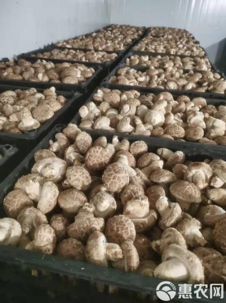 香菇价格行情_近期走势如何-第2张图片-山城妙识 香菇价格行情_近期走势如何-第2张图片-山城妙识