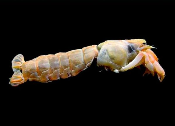 蝼蛄虾什么时候最肥_蝼蛄虾最佳捕捞季节-第3张图片-山城妙识 蝼蛄虾什么时候最肥_蝼蛄虾最佳捕捞季节-第3张图片-山城妙识