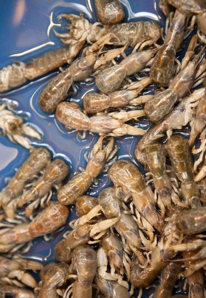 蝼蛄虾什么时候最肥_蝼蛄虾最佳捕捞季节-第1张图片-山城妙识 蝼蛄虾什么时候最肥_蝼蛄虾最佳捕捞季节-第1张图片-山城妙识