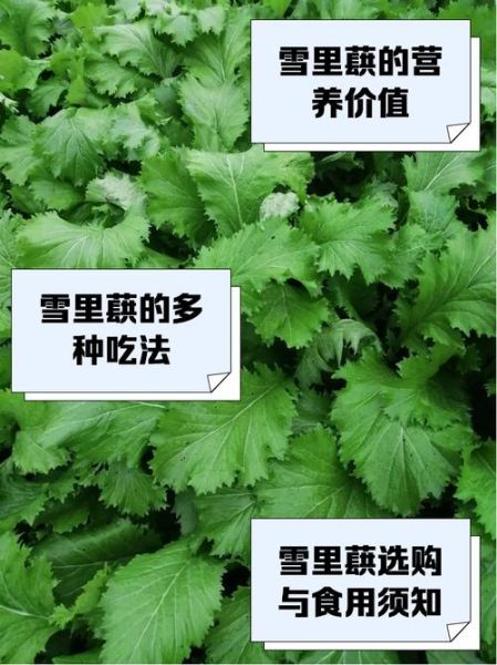 雪里蕻简笔画怎么画_雪里蕻图片简笔画步骤-第2张图片-山城妙识 雪里蕻简笔画怎么画_雪里蕻图片简笔画步骤-第2张图片-山城妙识