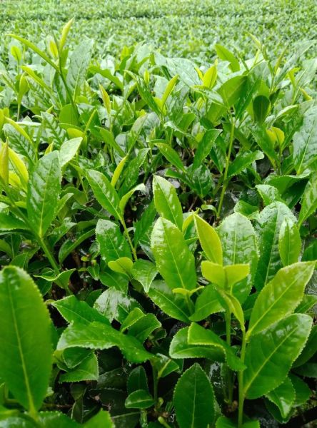 茶叶图片怎么拍好看_茶叶高清图片素材哪里找-第1张图片-山城妙识 茶叶图片怎么拍好看_茶叶高清图片素材哪里找-第1张图片-山城妙识