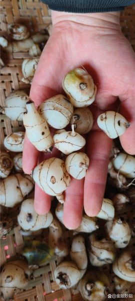 白芨图片多少钱一斤_白芨价格行情2024-第1张图片-山城妙识