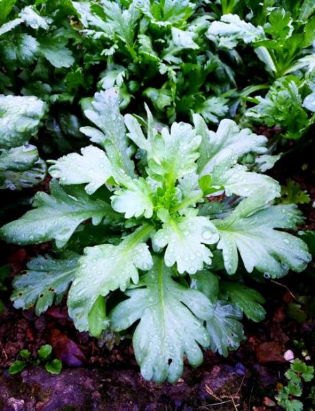 茼蒿叶子能吃吗_茼蒿叶子怎么吃最好-第1张图片-山城妙识