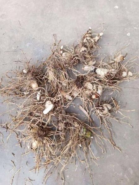 白芨图片多少钱一斤_白芨价格行情2024-第2张图片-山城妙识