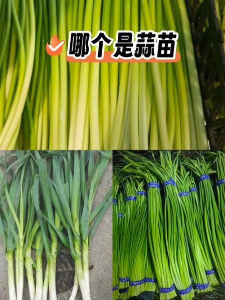 蒜苗和蒜苔的区别是什么_怎么区分蒜苗蒜苔-第1张图片-山城妙识 蒜苗和蒜苔的区别是什么_怎么区分蒜苗蒜苔-第1张图片-山城妙识