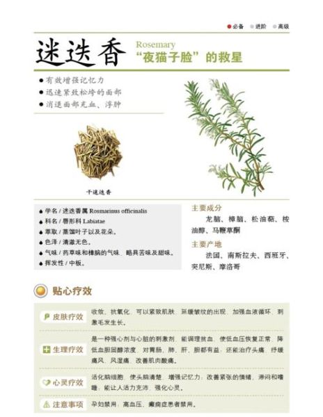 迷迭香茶哪些人不能喝_迷迭香茶副作用-第2张图片-山城妙识