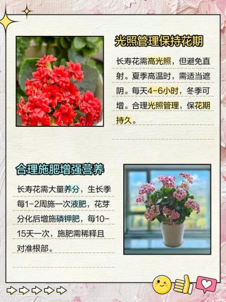 长寿花怎么养_长寿花养殖注意事项-第3张图片-山城妙识 长寿花怎么养_长寿花养殖注意事项-第3张图片-山城妙识