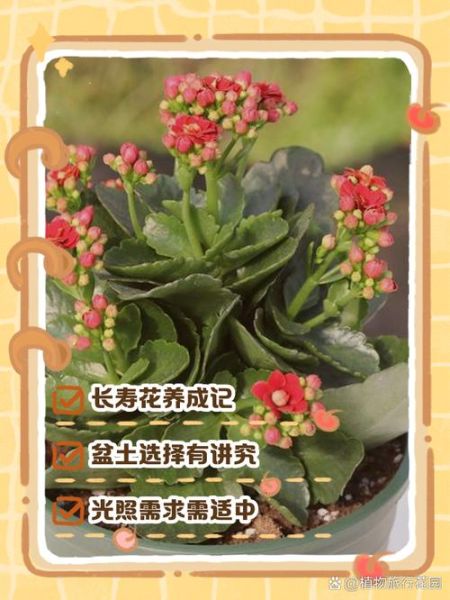 长寿花怎么养_长寿花养殖注意事项-第2张图片-山城妙识 长寿花怎么养_长寿花养殖注意事项-第2张图片-山城妙识