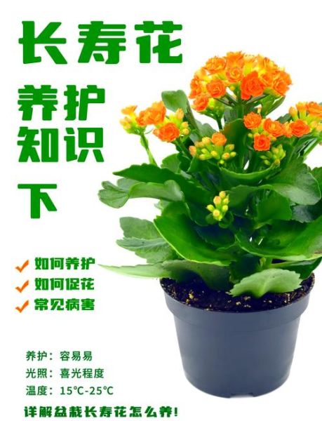 长寿花怎么养_长寿花养殖注意事项-第1张图片-山城妙识 长寿花怎么养_长寿花养殖注意事项-第1张图片-山城妙识