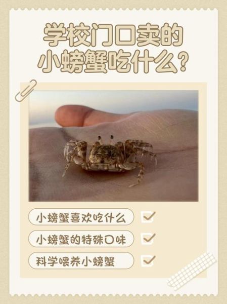 野生小螃蟹吃什么食物_怎么喂养才健康-第1张图片-山城妙识