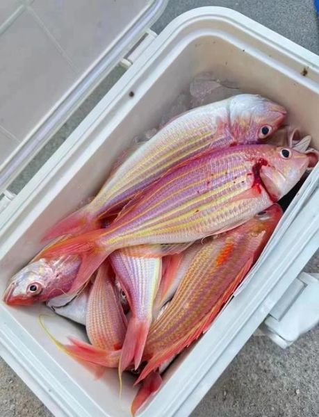 红衫鱼是什么鱼_红衫鱼多少钱一斤-第1张图片-山城妙识