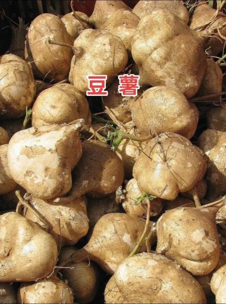 豆薯可以生吃吗_生吃豆薯的注意事项-第1张图片-山城妙识