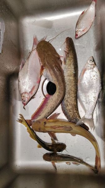 黄辣丁多少钱一斤2020_黄辣丁价格走势-第2张图片-山城妙识 黄辣丁多少钱一斤2020_黄辣丁价格走势-第2张图片-山城妙识