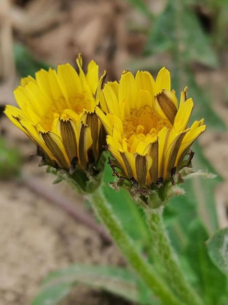 蒲公英图片大全大图_蒲公英高清植物图鉴-第2张图片-山城妙识