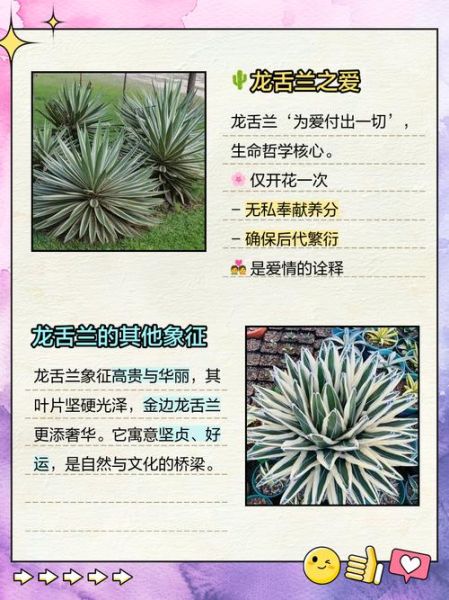 龙舌兰花语是什么_龙舌兰适合送什么人-第1张图片-山城妙识