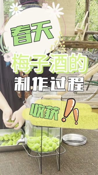 梅子酒怎么做最正宗_自制梅子酒比例是多少-第2张图片-山城妙识 梅子酒怎么做最正宗_自制梅子酒比例是多少-第2张图片-山城妙识