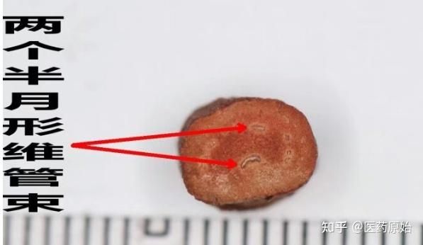 骨碎补图片_如何辨别真假-第2张图片-山城妙识 骨碎补图片_如何辨别真假-第2张图片-山城妙识