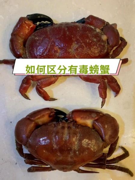 面包蟹怎么处理_面包蟹清洗步骤-第3张图片-山城妙识 面包蟹怎么处理_面包蟹清洗步骤-第3张图片-山城妙识