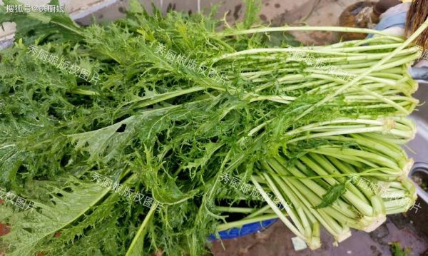 雪菜长什么样子_雪菜图片特征-第2张图片-山城妙识