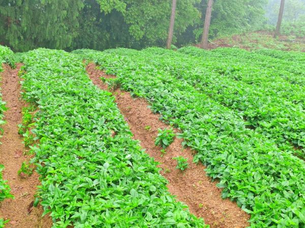 太子参价格多少钱一斤_太子参价格走势分析-第1张图片-山城妙识