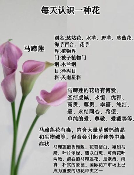 马蹄莲摆放禁忌_马蹄莲风水禁忌-第1张图片-山城妙识 马蹄莲摆放禁忌_马蹄莲风水禁忌-第1张图片-山城妙识