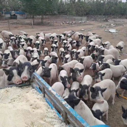巴马香猪多少钱一只_巴马香猪价格行情-第1张图片-山城妙识 巴马香猪多少钱一只_巴马香猪价格行情-第1张图片-山城妙识