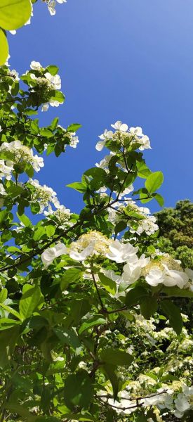 琼枝是什么意思_琼枝的寓意和象征-第1张图片-山城妙识 琼枝是什么意思_琼枝的寓意和象征-第1张图片-山城妙识