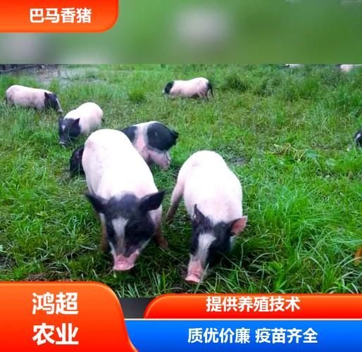 巴马香猪多少钱一只_巴马香猪价格行情-第2张图片-山城妙识 巴马香猪多少钱一只_巴马香猪价格行情-第2张图片-山城妙识