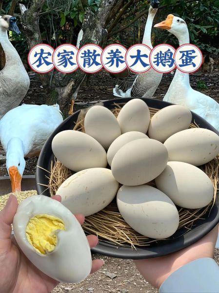 鹅蛋早上吃还是晚上吃_什么时候吃最营养-第3张图片-山城妙识