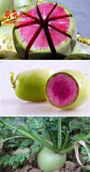 心里美萝卜图片_怎么挑选-第2张图片-山城妙识 心里美萝卜图片_怎么挑选-第2张图片-山城妙识