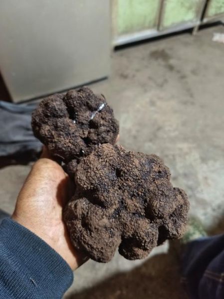 黑松露最贵多少钱一斤_顶级黑松露价格揭秘-第1张图片-山城妙识 黑松露最贵多少钱一斤_顶级黑松露价格揭秘-第1张图片-山城妙识