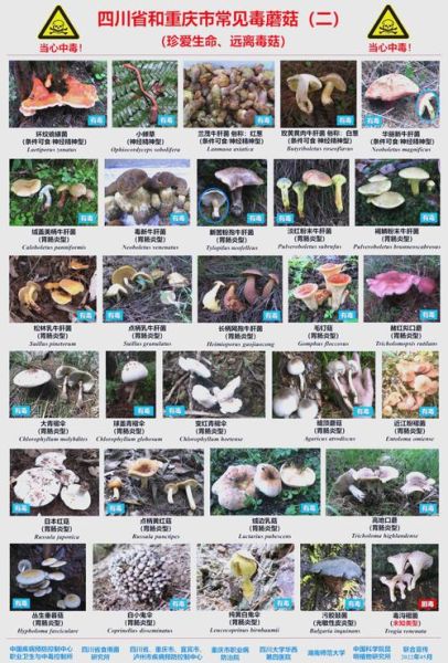 野生毒蘑菇种类大全_如何辨别致命毒蘑菇-第1张图片-山城妙识 野生毒蘑菇种类大全_如何辨别致命毒蘑菇-第1张图片-山城妙识