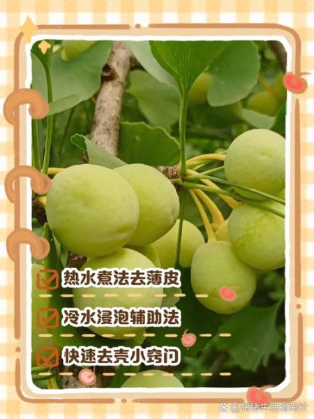 白果皮的功效与作用_白果皮能吃吗-第2张图片-山城妙识