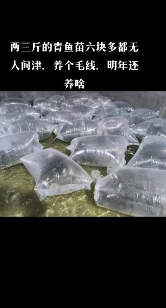 青鱼苗多少钱一斤_青鱼苗价格影响因素-第1张图片-山城妙识 青鱼苗多少钱一斤_青鱼苗价格影响因素-第1张图片-山城妙识
