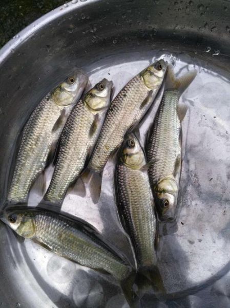 青鱼苗多少钱一斤_青鱼苗价格影响因素-第2张图片-山城妙识 青鱼苗多少钱一斤_青鱼苗价格影响因素-第2张图片-山城妙识