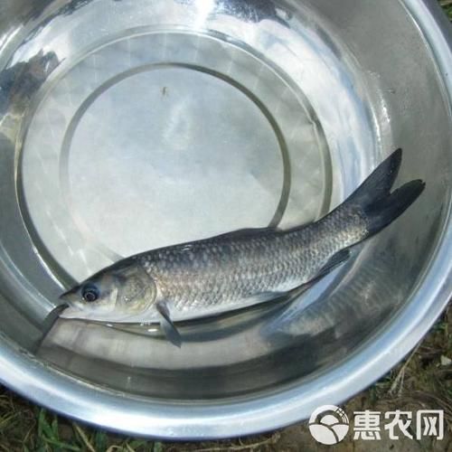 青鱼苗多少钱一斤_青鱼苗价格影响因素-第3张图片-山城妙识 青鱼苗多少钱一斤_青鱼苗价格影响因素-第3张图片-山城妙识