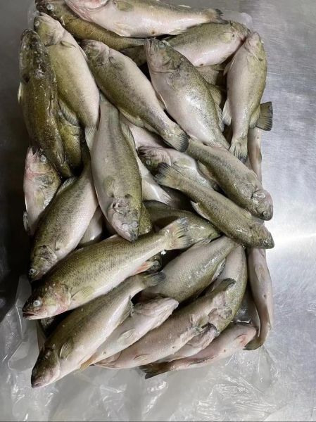 桂花鱼价格多少钱一斤_2024年最新行情-第3张图片-山城妙识 桂花鱼价格多少钱一斤_2024年最新行情-第3张图片-山城妙识