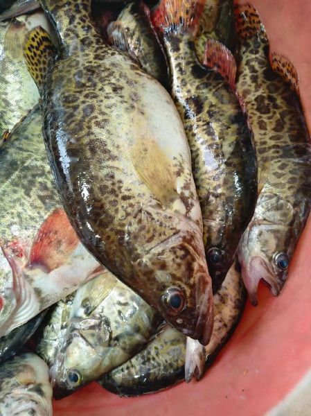 桂花鱼价格多少钱一斤_2024年最新行情-第2张图片-山城妙识 桂花鱼价格多少钱一斤_2024年最新行情-第2张图片-山城妙识