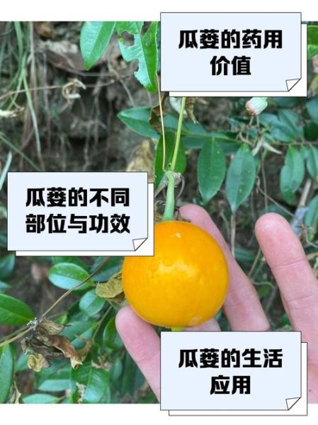 野生瓜蒌长什么样_野生瓜蒌图片大全-第1张图片-山城妙识 野生瓜蒌长什么样_野生瓜蒌图片大全-第1张图片-山城妙识