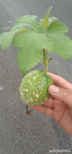 野生瓜蒌长什么样_野生瓜蒌图片大全-第3张图片-山城妙识 野生瓜蒌长什么样_野生瓜蒌图片大全-第3张图片-山城妙识